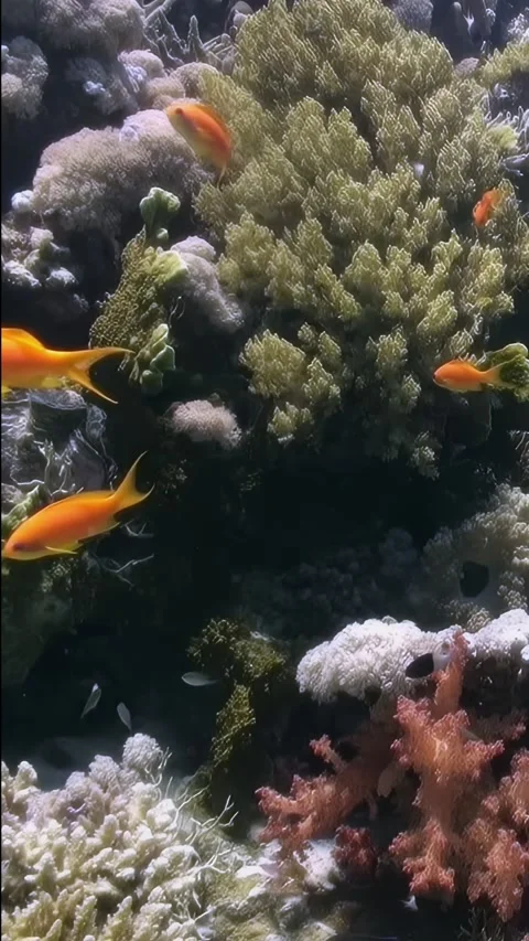 Tiny World Video Stock Videos – Royalty-Free HD & 4K Videos