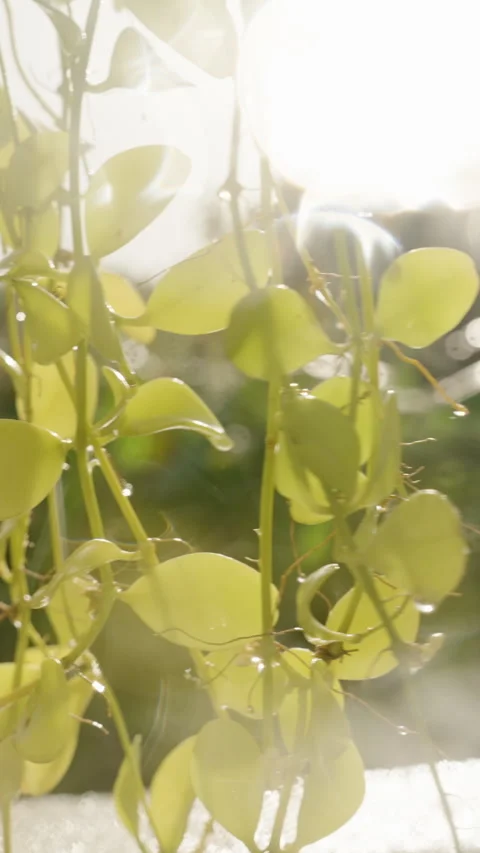 Dripping Water Video Stock Videos – Royalty-Free HD & 4K Videos | Pond5