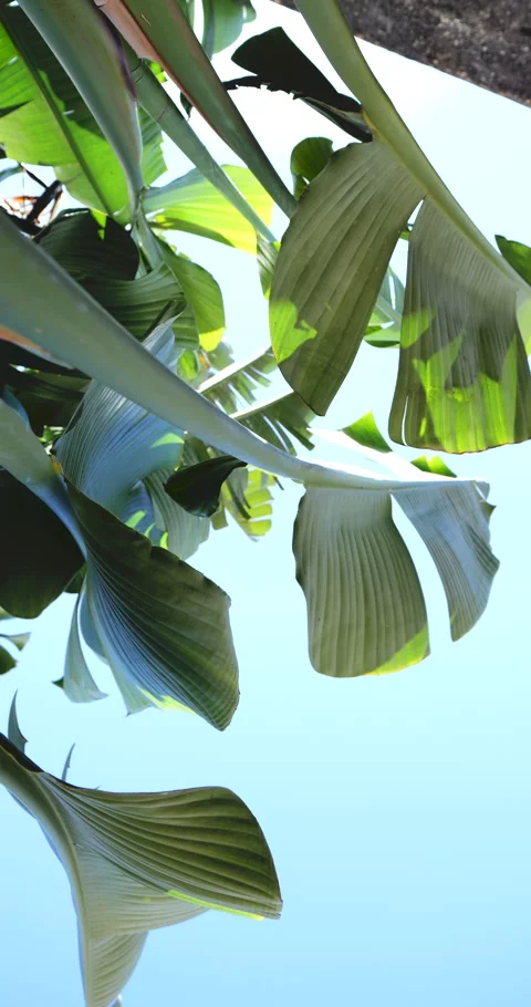 Vertical View Under Tropical Banana Tree... | Stock Video | Pond5