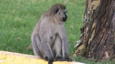 Monkey S Stock Videos – Royalty-Free HD & 4K Videos | Page 9