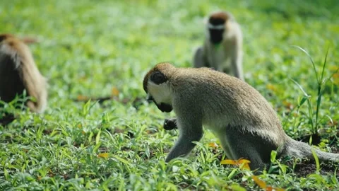 Vervet monkeys (Chlorocebus pygerythrus)... | Stock Video | Pond5