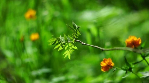 Very beautiful frames of the forest. 4K | Stock Video | Pond5