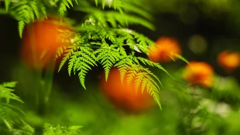 Very beautiful frames of the forest. 4K | Stock Video | Pond5