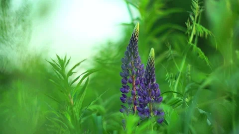 Very beautiful frames of the forest. 4K | Stock Video | Pond5