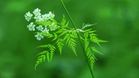 Very beautiful frames of the forest. 4K | Stock Video | Pond5