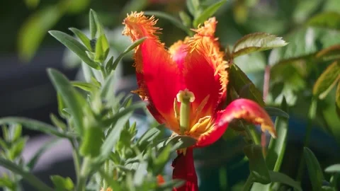 Up! Day Stock Videos – Royalty-Free HD & 4K Videos