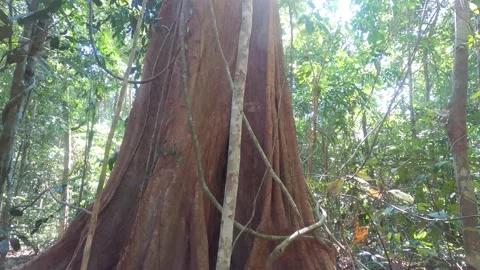 very big tree in the deep jungle of asia... | Stock Video | Pond5