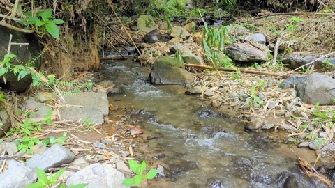A very clean small river in the Dedap Su... | Stock Video | Pond5