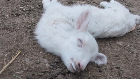 Dead Lamb Stock Footage ~ Royalty Free Stock Videos | Pond5