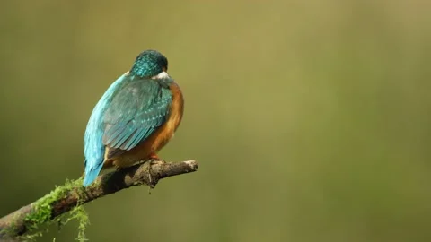 Very close, side profile of a Kingfisher... | Stock Video | Pond5