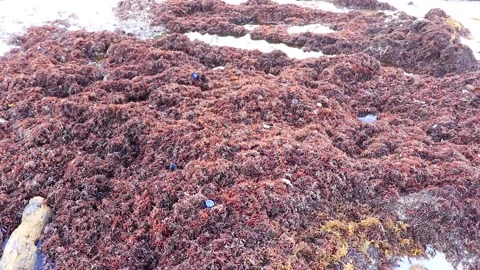 Very disgusting red seaweed sargazo beac... | Stock Video | Pond5