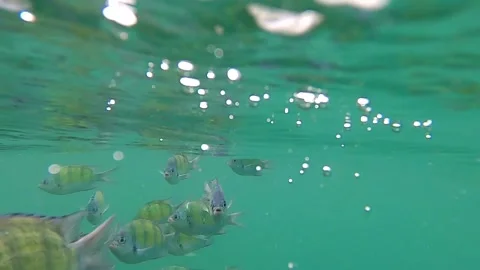 Underwater Fast Stock Footage ~ Royalty Free Stock Videos | Pond5