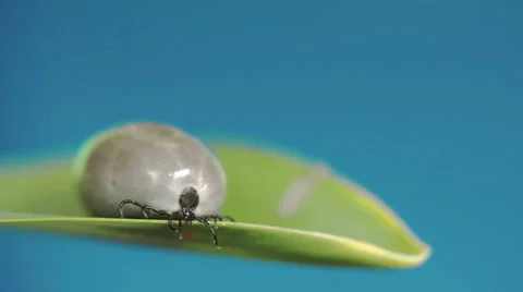 Tick Stock Video Footage | Royalty Free Tick Videos | Pond5