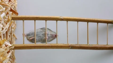 Cage Ladder Stock Video Footage | Royalty Free Cage Ladder Videos | Pond5