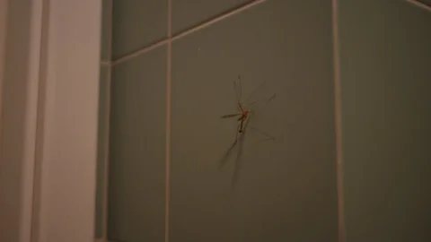 Very large insect mosquito in my bathroo... | Stock Video | Pond5
