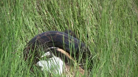 Gazelle Jump Stock Videos – Royalty-Free HD & 4K Videos | Pond5