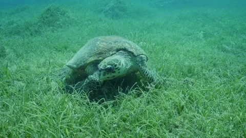 Very old-aged male Hawksbill Sea Turtle ... | Stock Video | Pond5