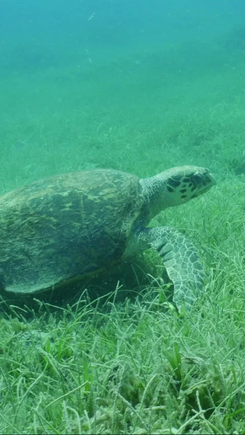Very old-aged male Hawksbill Sea Turtle ... | Stock Video | Pond5
