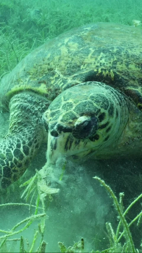 Very old male Hawksbill Sea Turtle on se... | Stock Video | Pond5