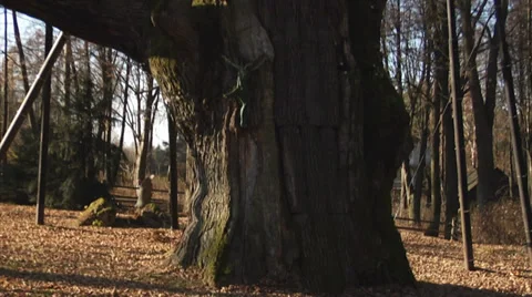 The very old oak tree Bartek, the most f... | Stock Video | Pond5