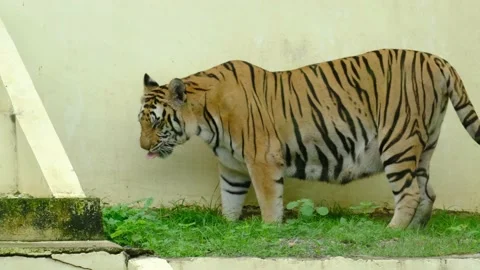 A very rare Sumatran tiger is eating gra... | Stock Video | Pond5