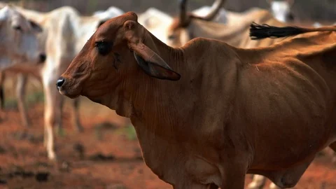 Very sad and thin malnourished cow in a ... | Stock Video | Pond5
