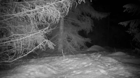 Red Short Clips Stock Videos – Royalty-Free HD & 4K Videos | Pond5