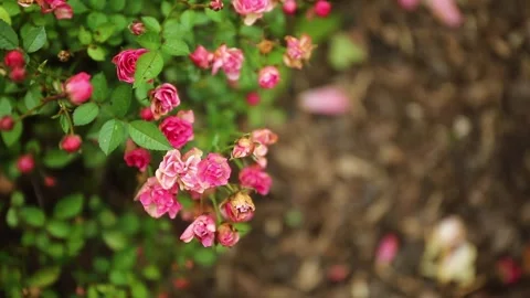 Flowers Bokey Stock Videos – Royalty-Free HD & 4K Videos