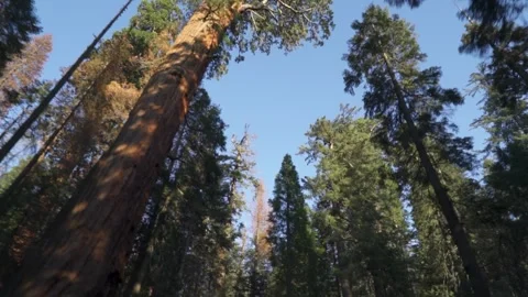 Very Tall Trees Canopy in Sequoia Forest... | Stock Video | Pond5