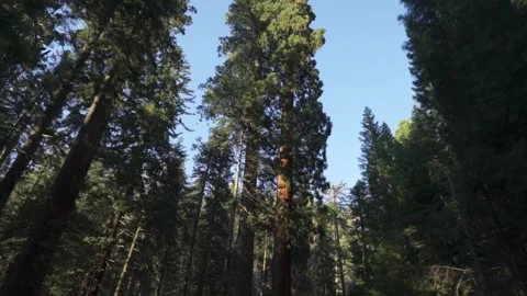 Sequoia Trees Stock Video Footage | Royalty Free Sequoia Trees Videos ...
