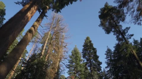 Very Tall Trees Canopy in Sequoia Forest... | Stock Video | Pond5
