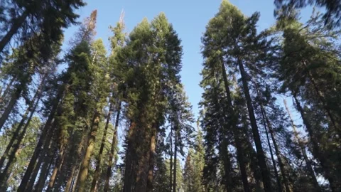Very Tall Trees Canopy in Sequoia Forest... | Stock Video | Pond5