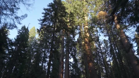 Very Tall Trees Canopy in Sequoia Forest... | Stock Video | Pond5