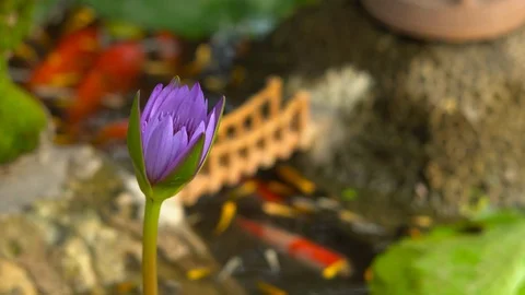 a vessel with water in which a bonsai tr... | Stock Video | Pond5