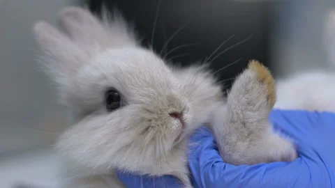 Www Foot Doctors Stock Videos – Royalty-Free HD & 4K Videos | Pond5