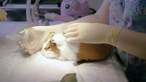 Vet preparing a guinea pig for surgery, ... | Stock Video | Pond5