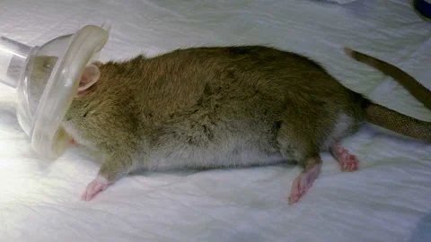 Vet preparing a rat for surgery, putting... | Stock Video | Pond5
