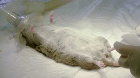 Vet preparing a rat for surgery, putting... | Stock Video | Pond5