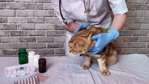 Vet Process Stock Video Footage | Royalty Free Vet Process Videos | Pond5