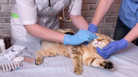 Vet Process Stock Video Footage | Royalty Free Vet Process Videos | Pond5