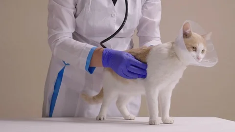 Veterinarian doctor checks cat in elizab... | Stock Video | Pond5