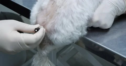 The veterinarian inserts a needle into t... | Stock Video | Pond5