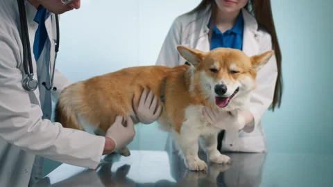 Palpate Stock Videos – Royalty-Free HD & 4K Videos