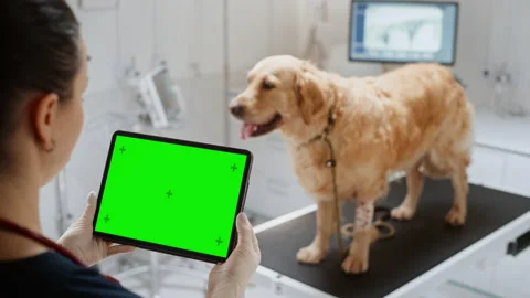 Veterinarians Examining Dog with Tablet ... | Stock Video | Pond5