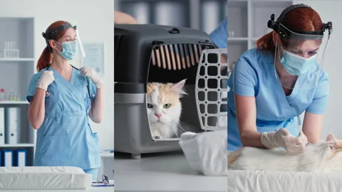 Female Castrator Stock Videos – Royalty-Free HD & 4K Videos