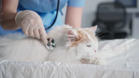 Female Castrator Stock Videos – Royalty-Free HD & 4K Videos