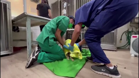 Vets work hard to save injured animals i... | Stock Video | Pond5
