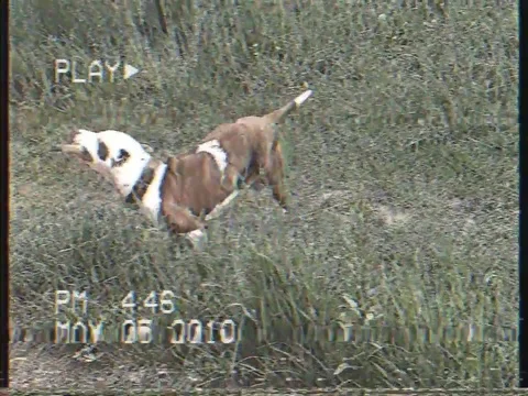 VHS Dog | Stock Video | Pond5