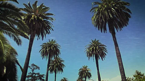 Vhs Aesthetic Palm Trees Blurred Coconut Palm Trees Background Hi Res
