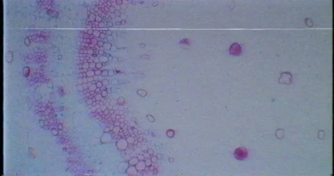 VHS recording of cotton stem under a mic... | Stock Video | Pond5